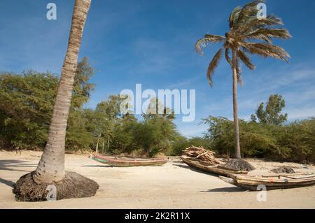 Fishing boats and coconut trees Cocos nucifera Stock Photo - Alamy