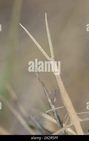 Stick insect on the grass. Langue de Barbarie National Park. Saint ...