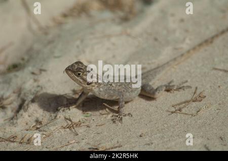 Common agama Agama agama on the sand Stock Photo - Alamy