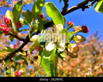Fresh pink flowers of a blossoming apple tree under spring Stock Photo ...