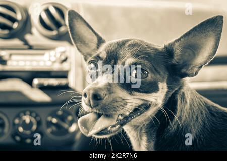 Very happy and cheerful mexican brown russian toy terrier dog on the ...