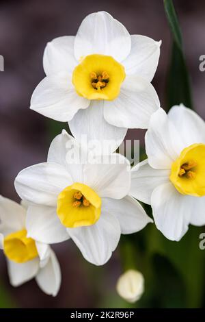 Beautiful white daffodils in a spring garden. Springtime blooming ...