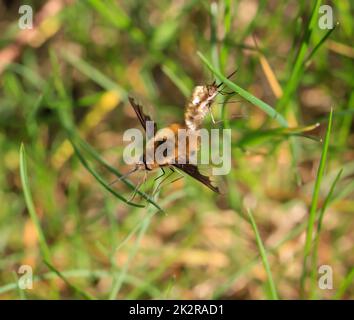 A pair of woolly hummingbirds mating on a blade of grass Stock Photo ...