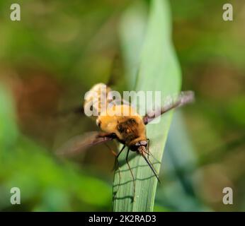 A pair of woolly hummingbirds mating on a blade of grass Stock Photo ...