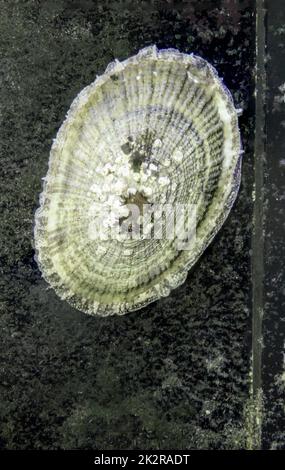 . Fresh-water biology. Freshwater biology. THE MOLLUSCA 987 65 (66 ...