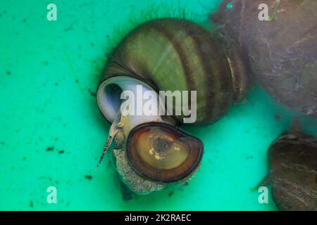 Close up of several swamp cover snails in a bucket before placing them ...