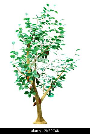 3D Rendering Cocao Tree on White Stock Photo - Alamy