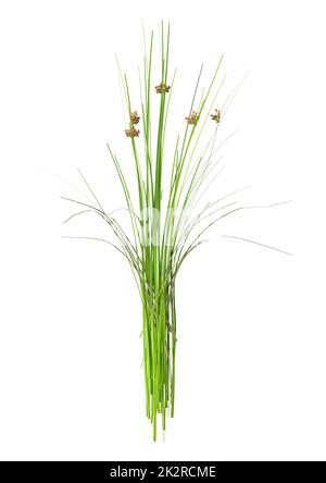 3D Rendering Common Rush Plant on White Stock Photo - Alamy