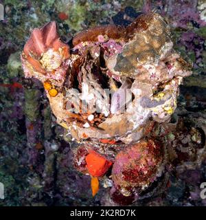 A young moray eel hiding in a small hole in the reef Stock Photo - Alamy