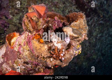 A young moray eel hiding in a small hole in the reef Stock Photo - Alamy