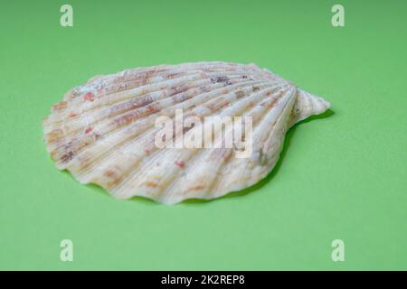 The shell of the scallop or pilgrim mussel(Pecten maximus Stock Photo ...