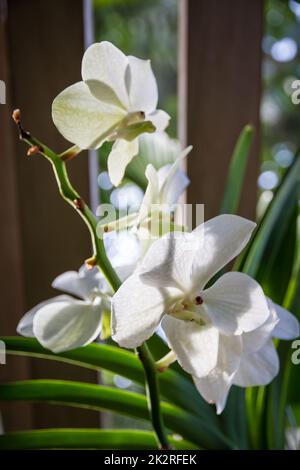 Orchid flower, white Vanda Coerulea. Tropical floral background. Orchid ...
