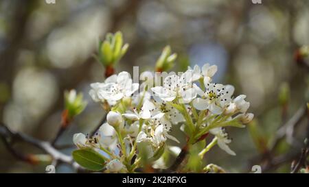Flowering pear tree Pyrus syriaca This family of ornamental trees ...