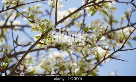 Flowering pear tree Pyrus syriaca This family of ornamental trees ...