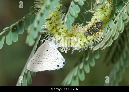 Butterfly Lycaenidae and blister beetle Hycleus sp Stock Photo - Alamy