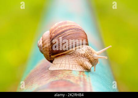Snail crawling on the green metal pole Stock Photo - Alamy