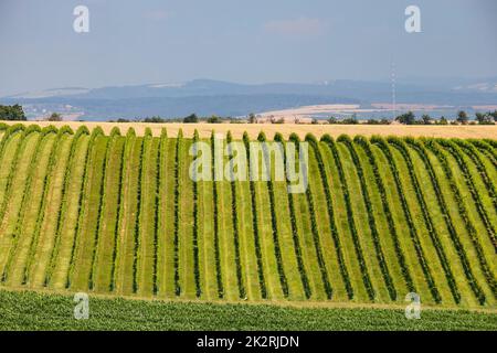 Landscape with vineyards, Slovacko, Southern Moravia, Czech Republic ...