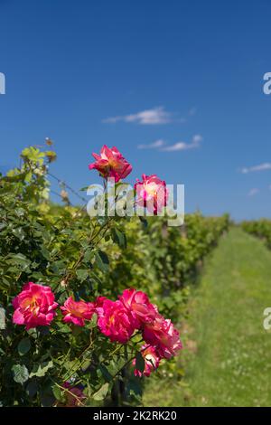 Roses in vineyard, Polesovice, Southern Moravia, Czech Republic Stock ...