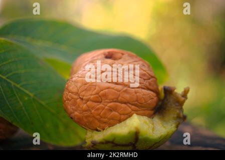 Fresh walnut in the shell with part of green husk attached and leaves ...