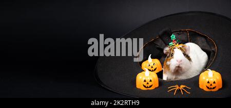 A guinea pig sits in a hat and prepares for Halloween Stock Photo - Alamy