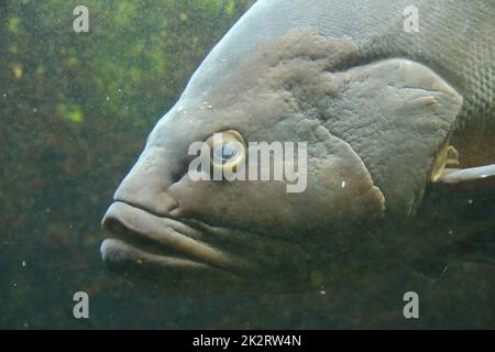 Fat fish in an aquarium Stock Photo - Alamy