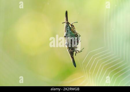 Spiny orb-weavers are knitting fibers to trap insects in nature Stock ...