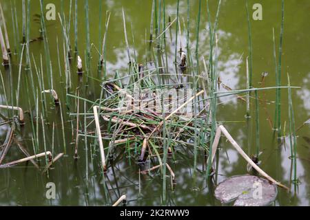 The nest under construction of a moorhen, pond rail Stock Photo - Alamy