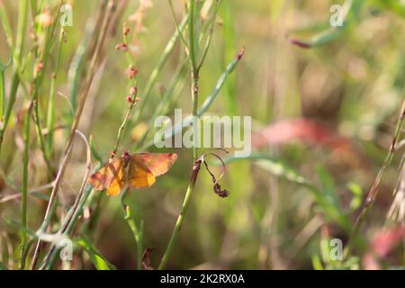 A small red-banded moth on a blade of grass in a meadow Stock Photo - Alamy