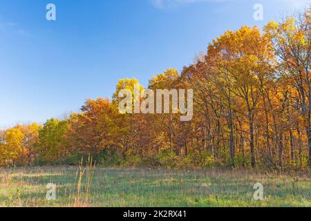 Wall of Colorful Trees Along a Prairie in Fall in the Penny Road ...