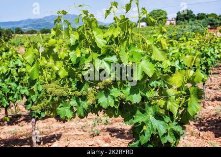Bunches of grapes during flowering in spring. Agriculture Stock Photo ...