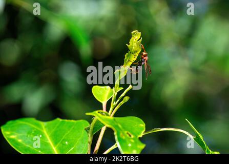 An Australian hornet (Abispa ephippium) on a leaf in Sydney, New South ...