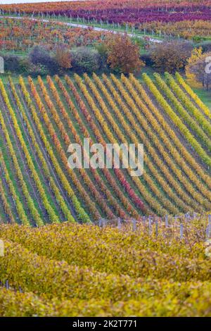 Autumn vineyard near Cejkovice, Southern Moravia, Czech Republic Stock ...