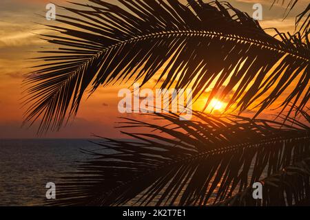 Ocean sunset visible through palm leaves Stock Photo - Alamy