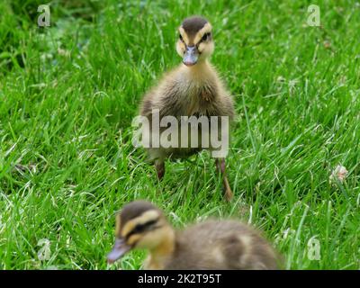 Two week old ducklings in different actions Stock Photo - Alamy