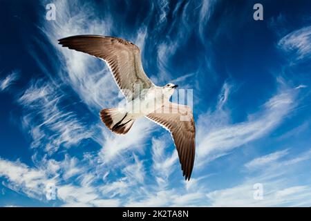 Single seagull flying in a blue sky background Stock Photo - Alamy
