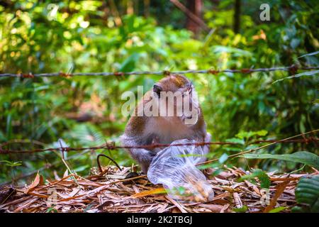 Macaque monkey is eating nuts, Khlong Phanom National Park, Kapo Stock ...