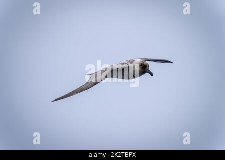Southern giant petrel gliding in blue sky Stock Photo - Alamy