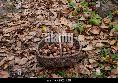 a wicker basket of walnuts stands amidst fallen autumn leaves Stock ...