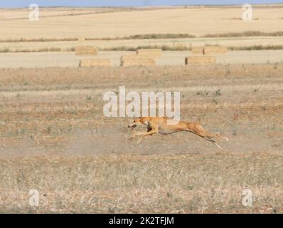 greyhound race fast dog domestic animal field hare hunting Stock Photo ...