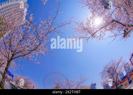 Sakura and Yokohama Minato Mirai rooftops of full bloom Stock Photo - Alamy