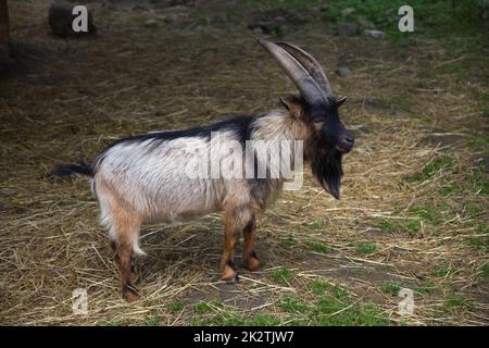 Domesticated goat ram male head warm light sunset Caribbean looking ...