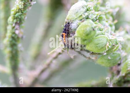 New born ladybug eclosing green leaf switches from larva to ladybug ...