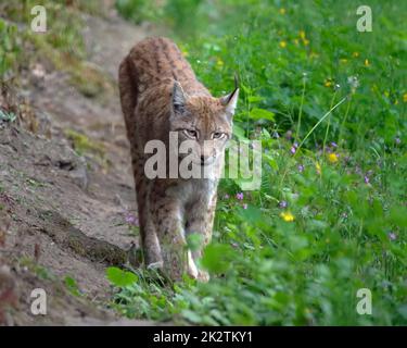 Eurasian bobcat in action in the wild Stock Photo - Alamy