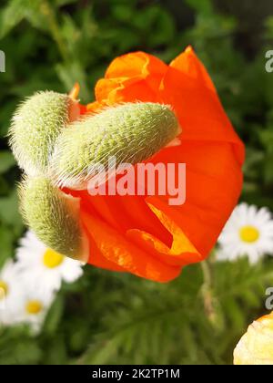 Opening young poppy flower Stock Photo - Alamy