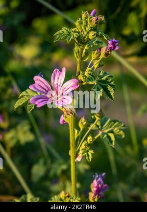 Wild mallow (Malva sylvestris L.), sometimes also called forest mallow ...