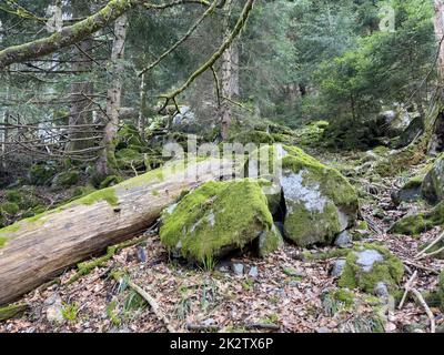 Forrest in the vosges in France Stock Photo - Alamy