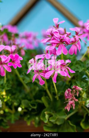 Pelargonium known as geranium, with red flowers, home decorative plant ...