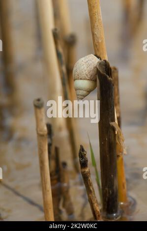 Snail on a cane in the Senegal River Stock Photo - Alamy