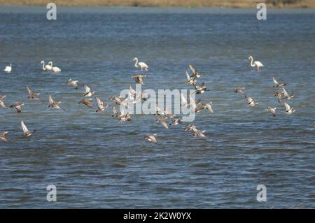 Flock of garganey and northern shovelers in flight Stock Photo - Alamy