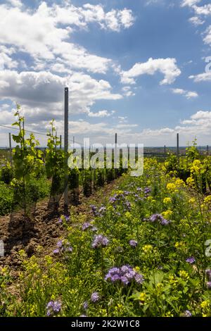 Floral spacing in organic vineyard, Southern Moravia, Czech Republic ...